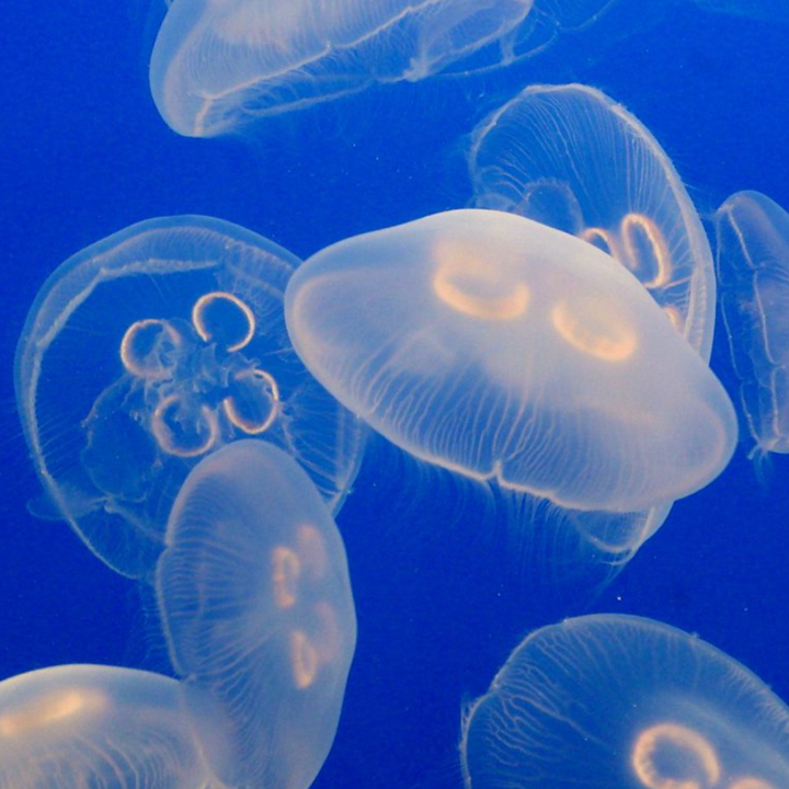 Live Jellyfish – CanadaJellyfish