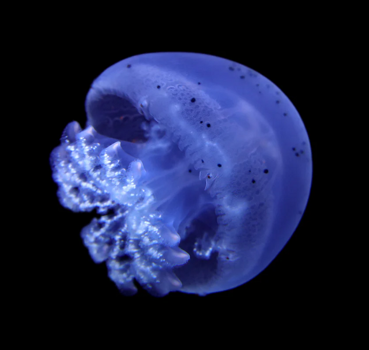 Live Jellyfish – CanadaJellyfish
